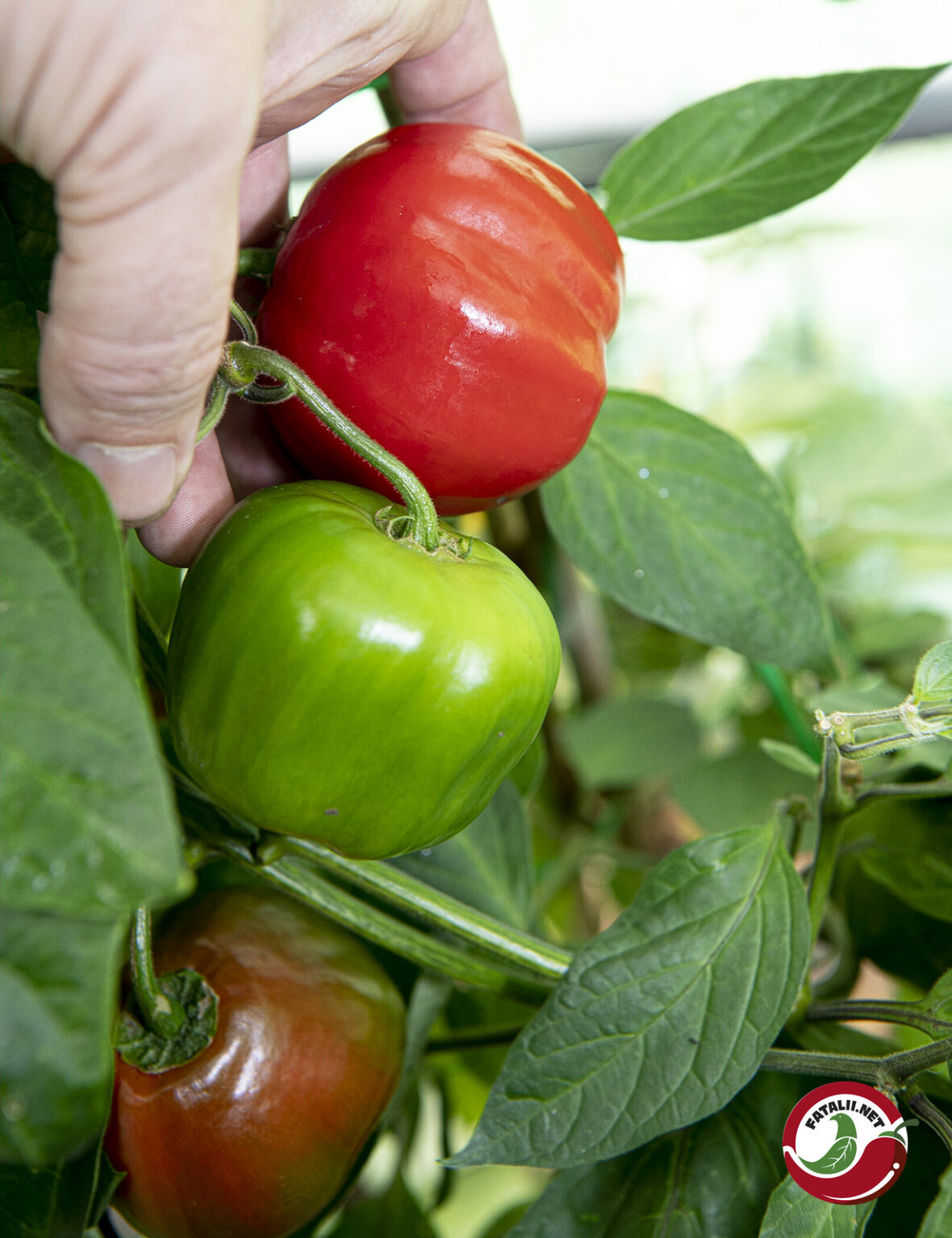Rocoto, Red Peruvian – Fatalii Seeds