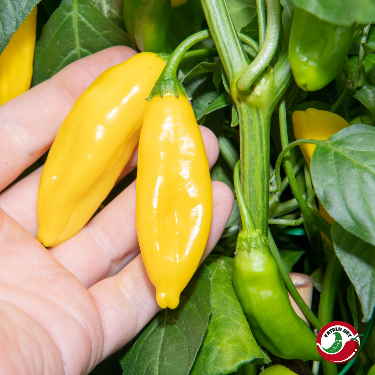 Blended Lemon, Yellow – Fatalii Seeds