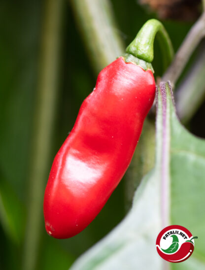 Cabaca Roxa x Fidalgo Roxa F2 – Fatalii Seeds