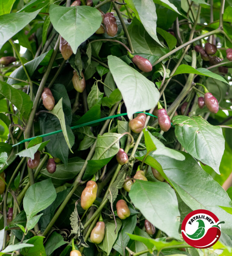 Cabaca Roxa x Fidalgo Roxa F2 – Fatalii Seeds