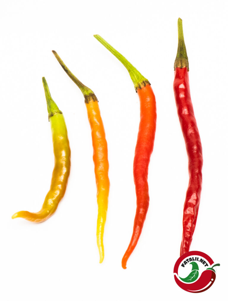 Cola de Rata – Fatalii Seeds