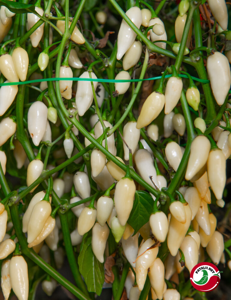 Coyote Zan White – Fatalii Seeds