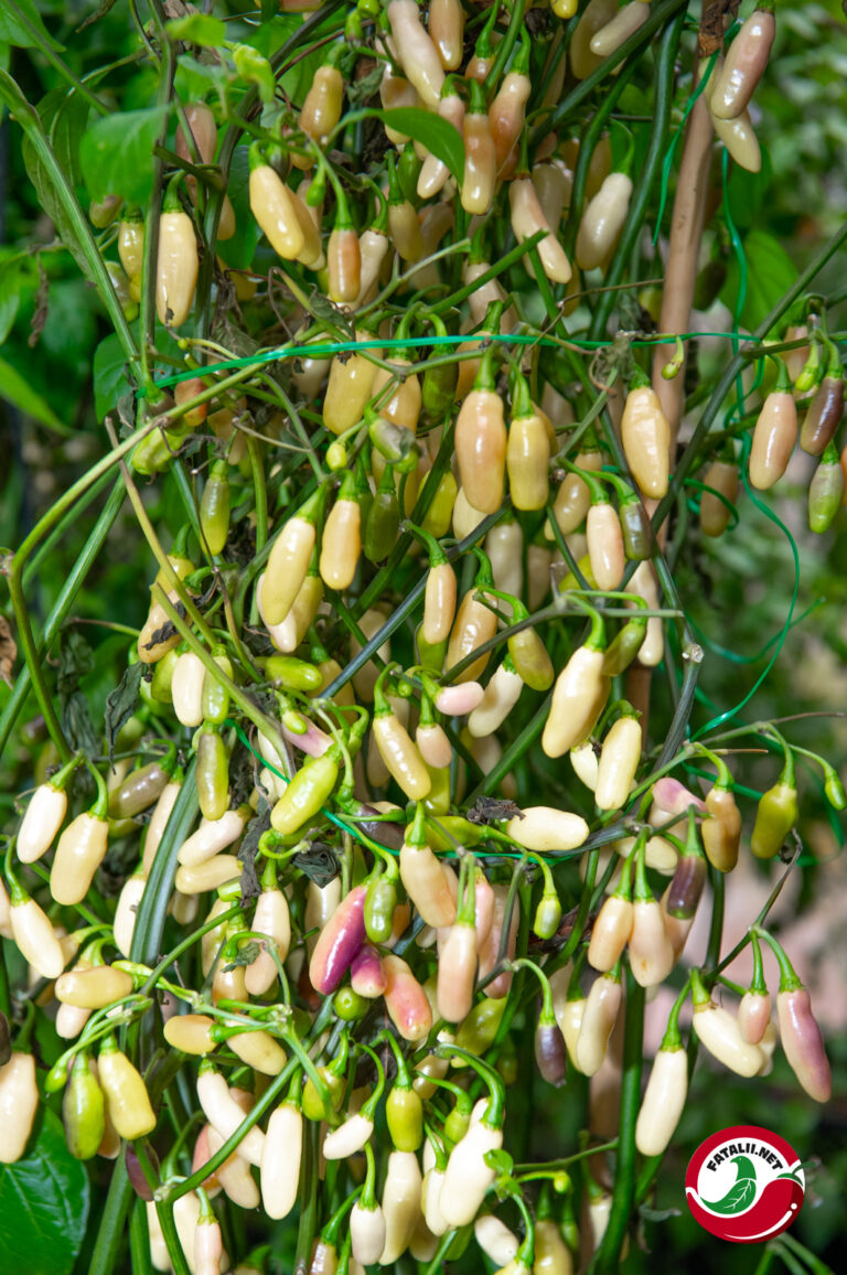 Chenzo – Fatalii Seeds