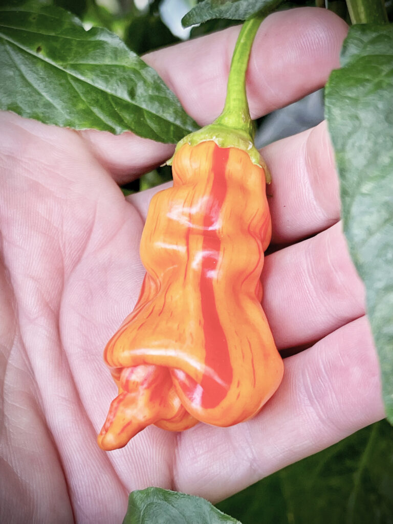 C. baccatum – Fatalii Seeds