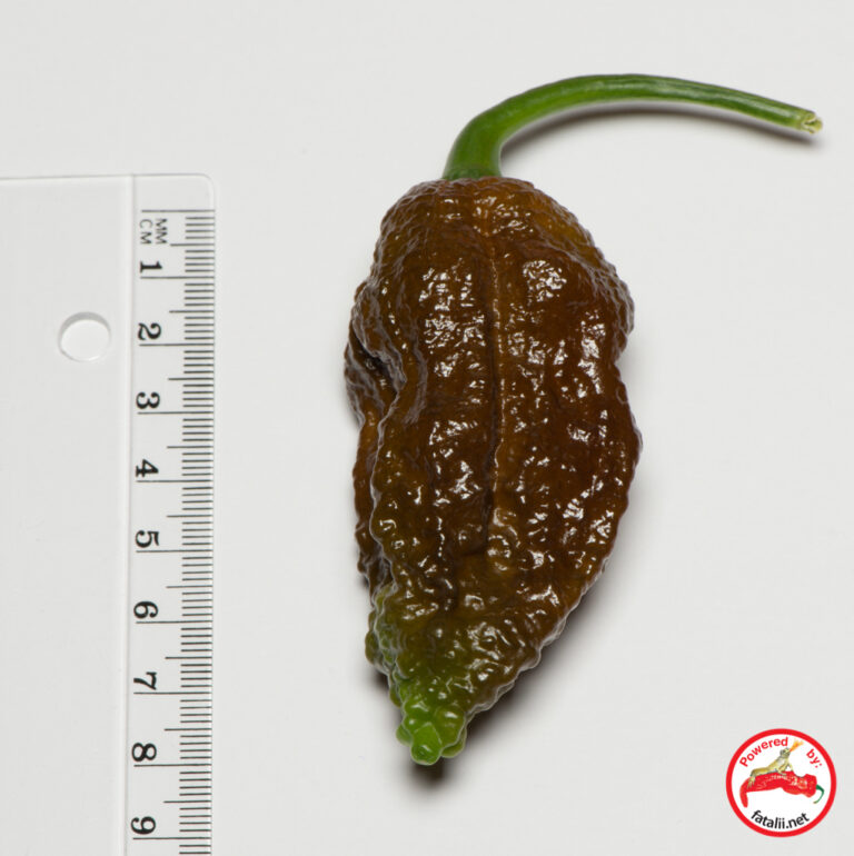 Black Naga – Fatalii Seeds