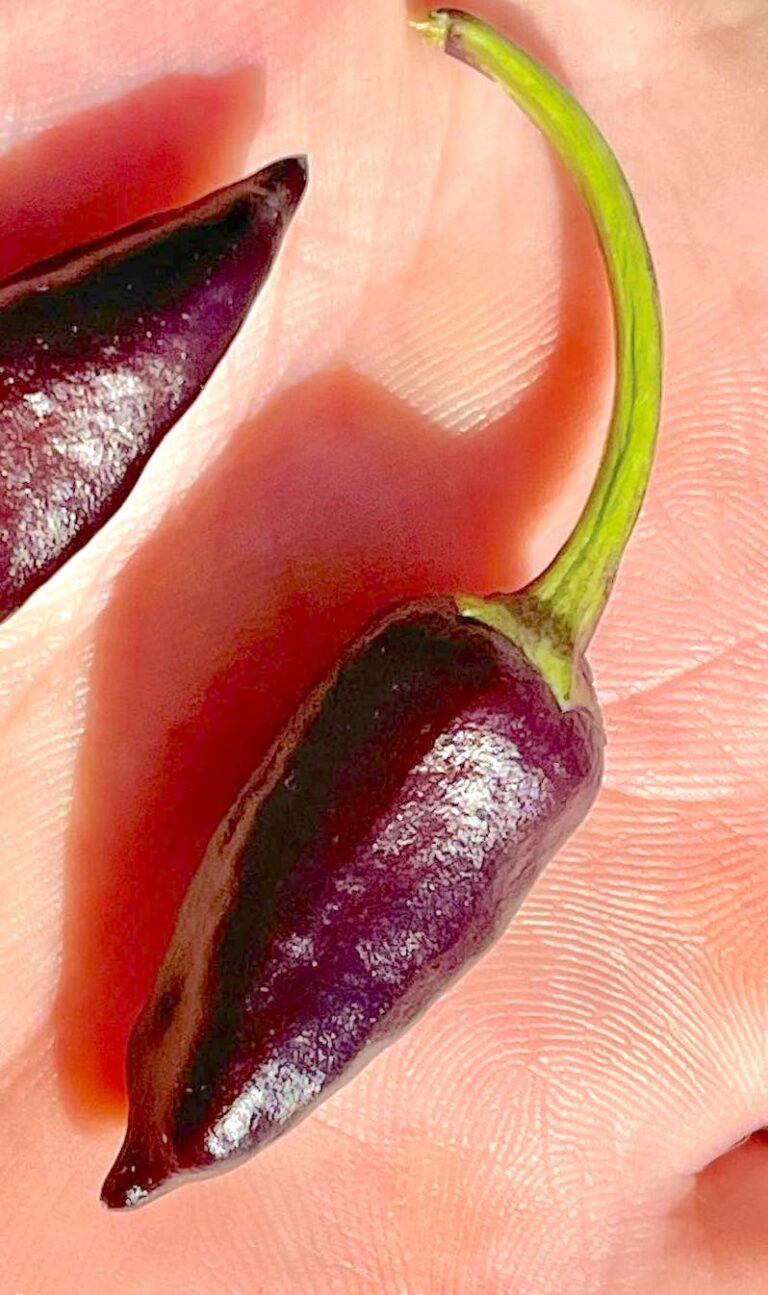 Fluorescent Scarlet – Fatalii Seeds