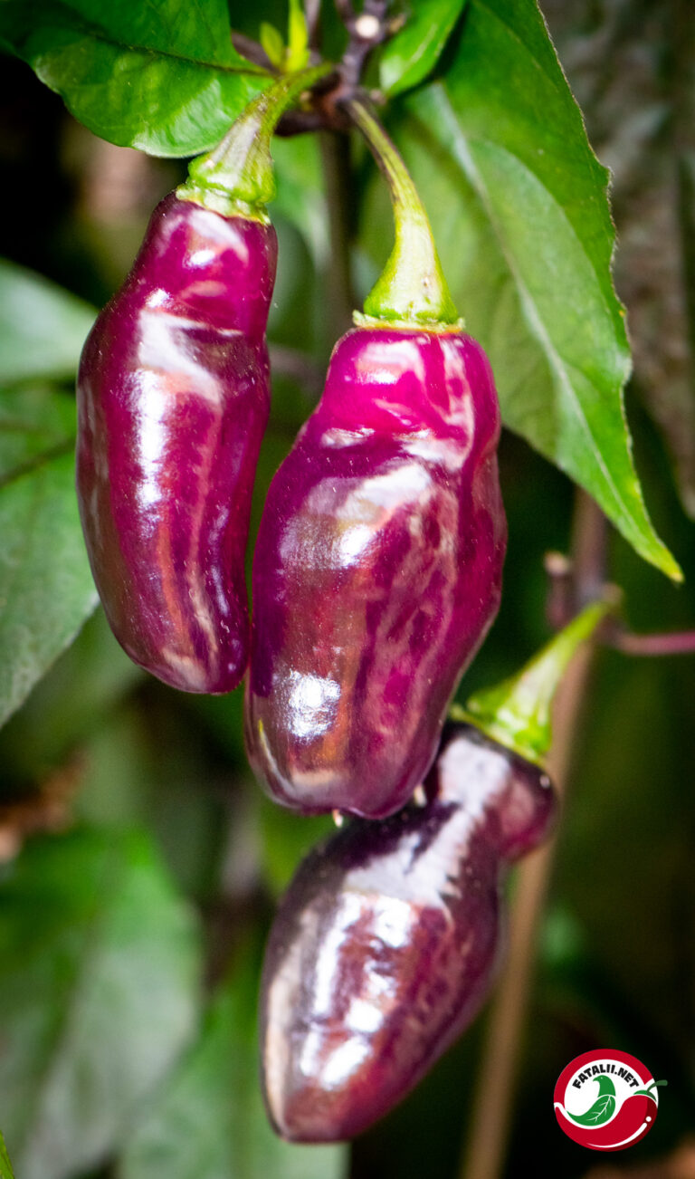 Fatalii’s Favorites – Fatalii Seeds