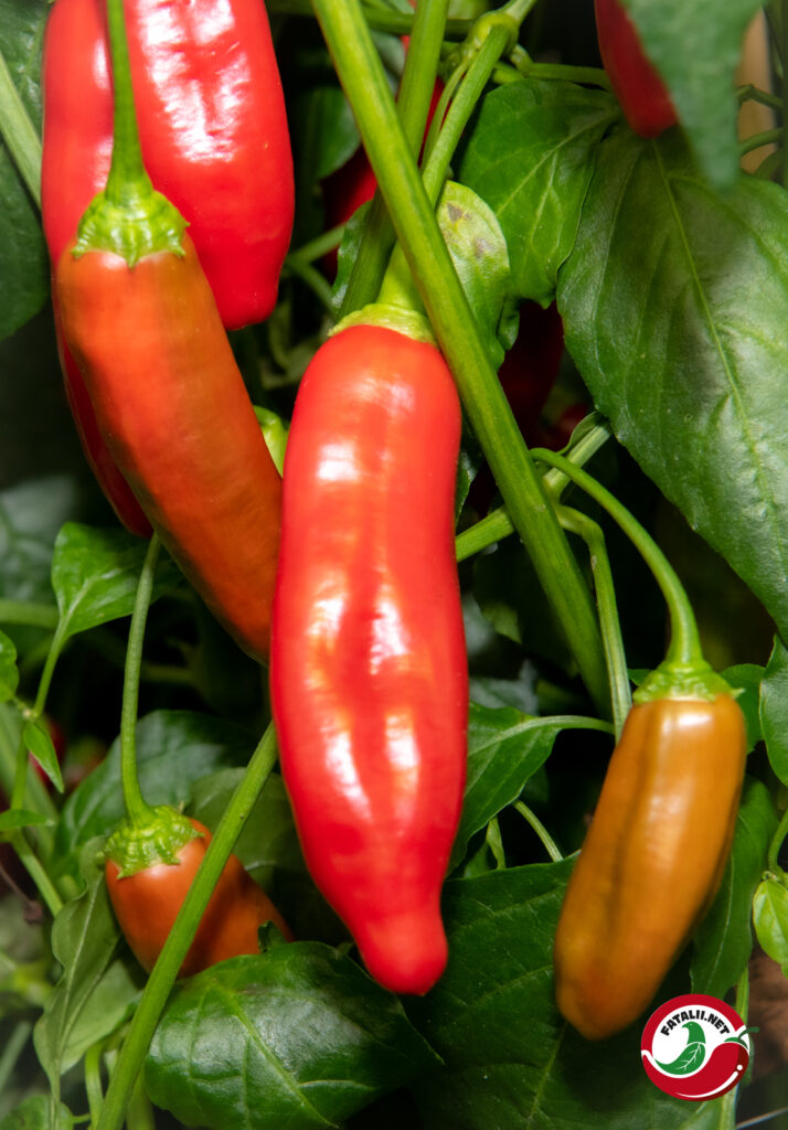 Aji Delight – Fatalii Seeds