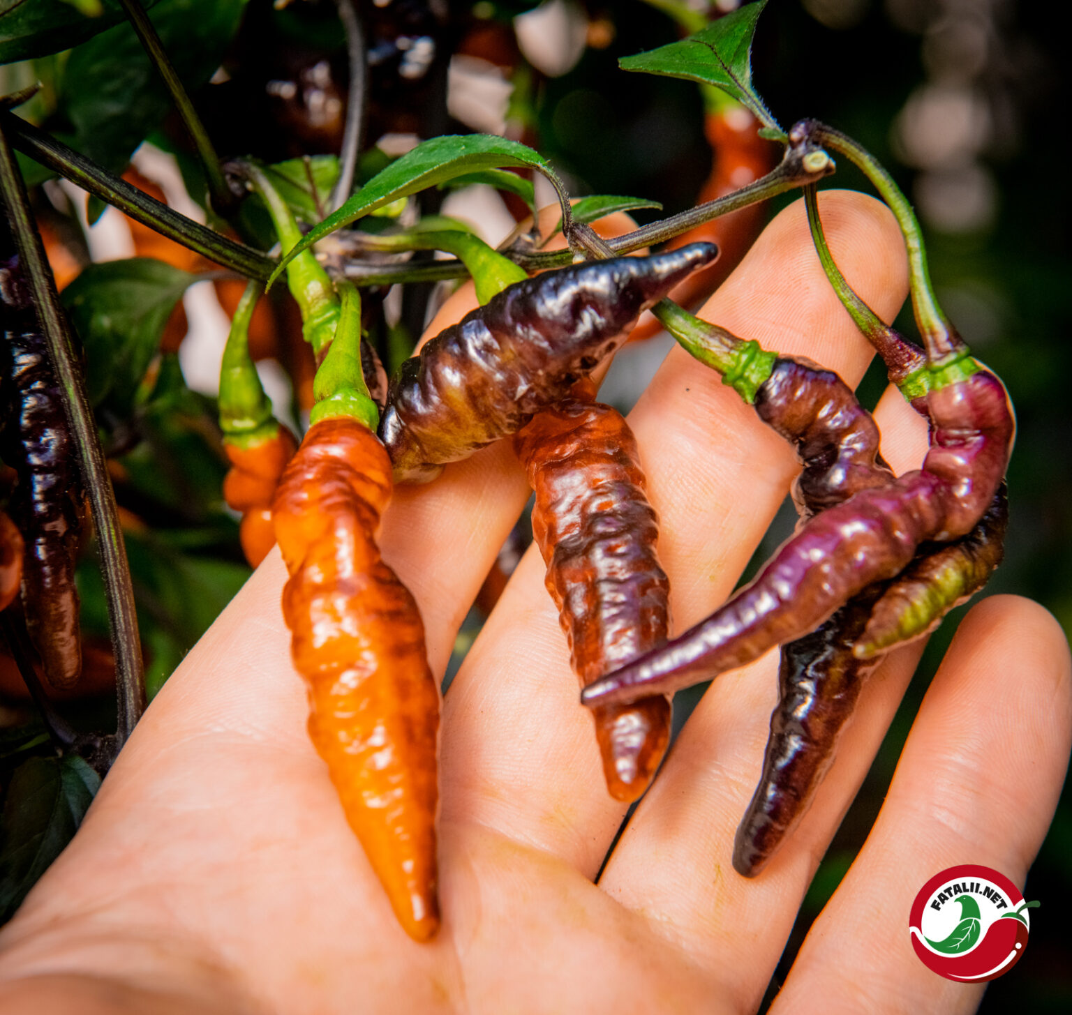 Murupi Purple – Fatalii Seeds