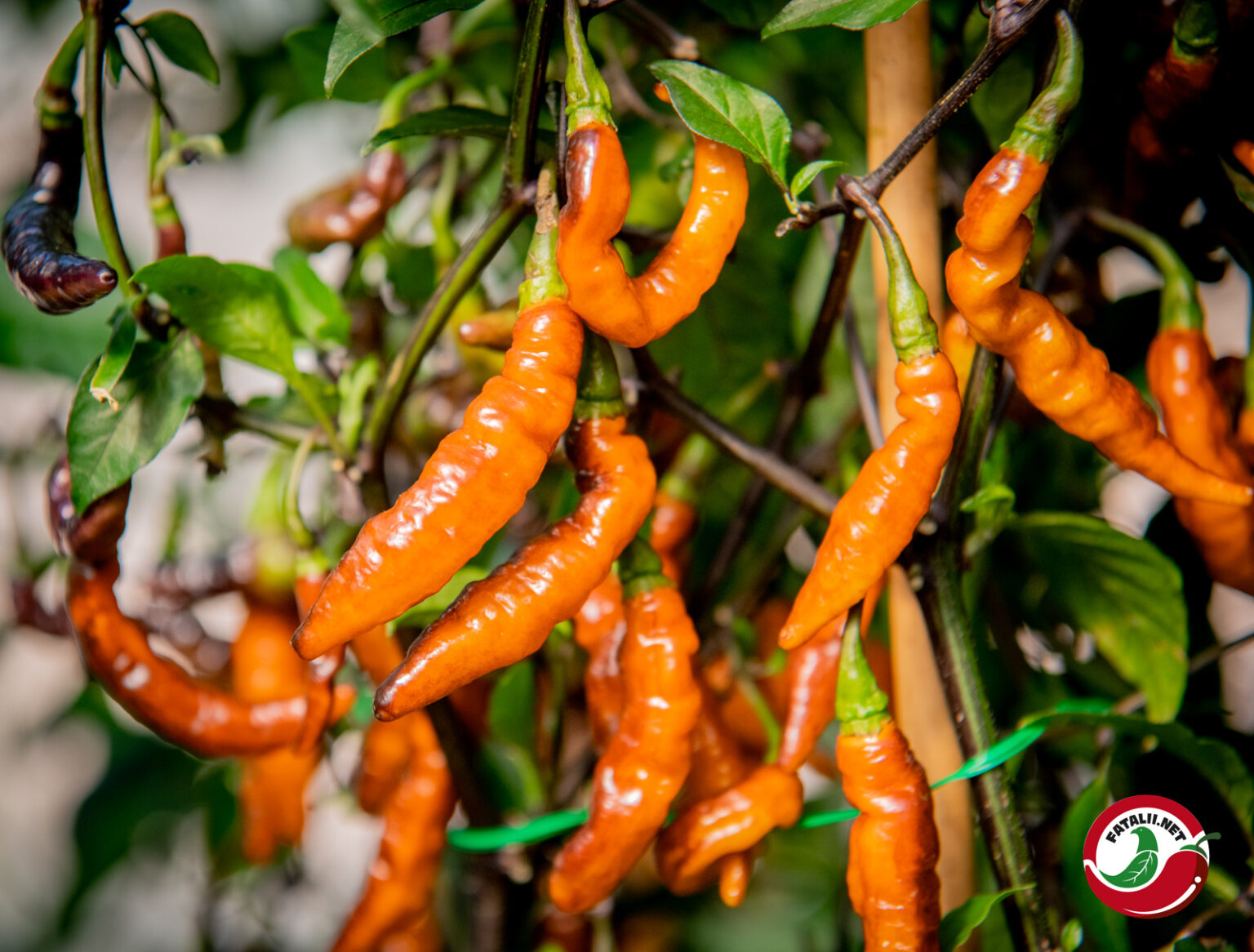 Murupi Purple – Fatalii Seeds