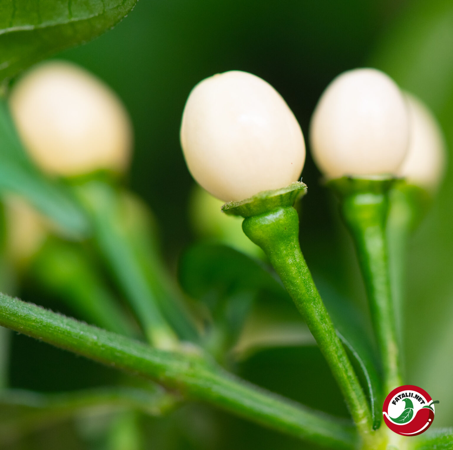 Olho de Peixe White – Fatalii Seeds