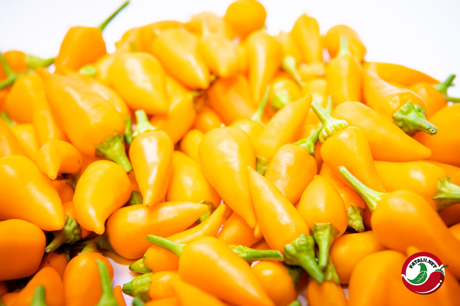 Pequin, Orange – Fatalii Seeds