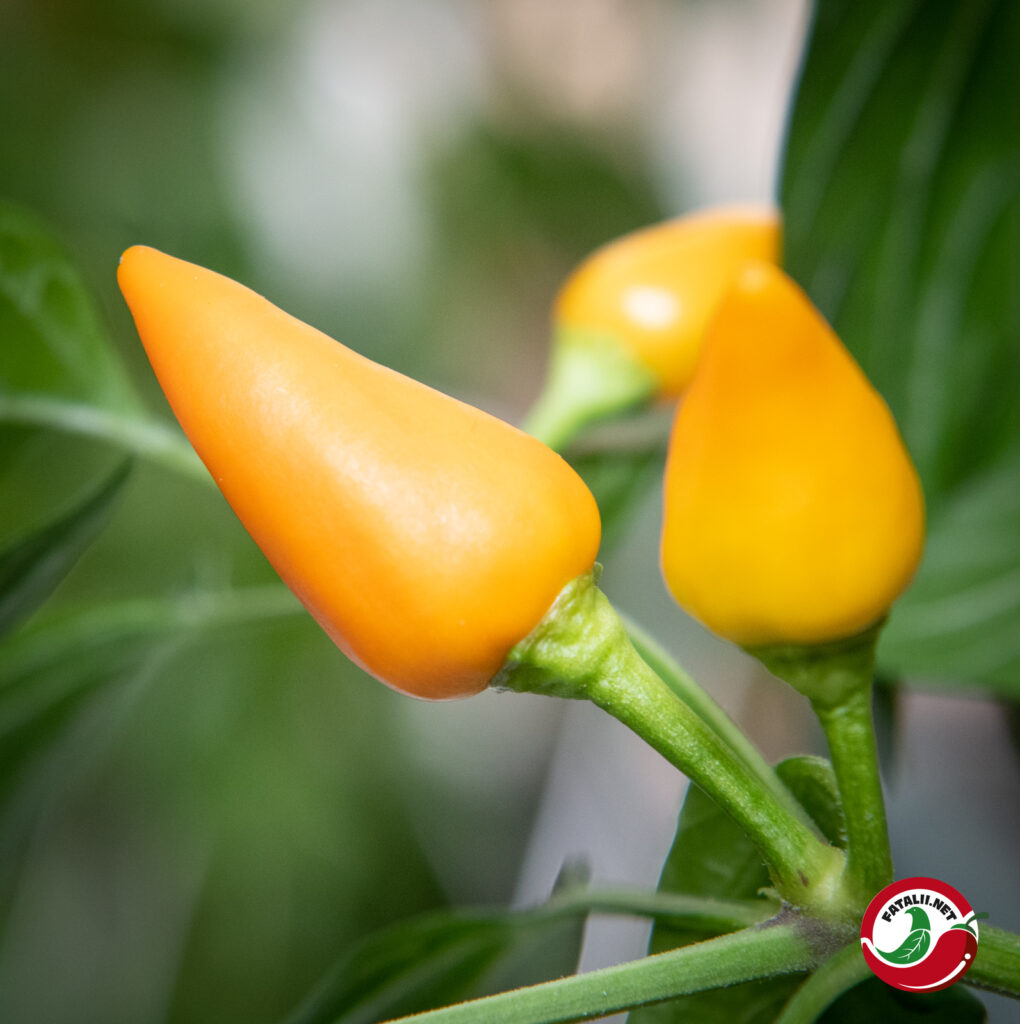Pequin, Orange – Fatalii Seeds