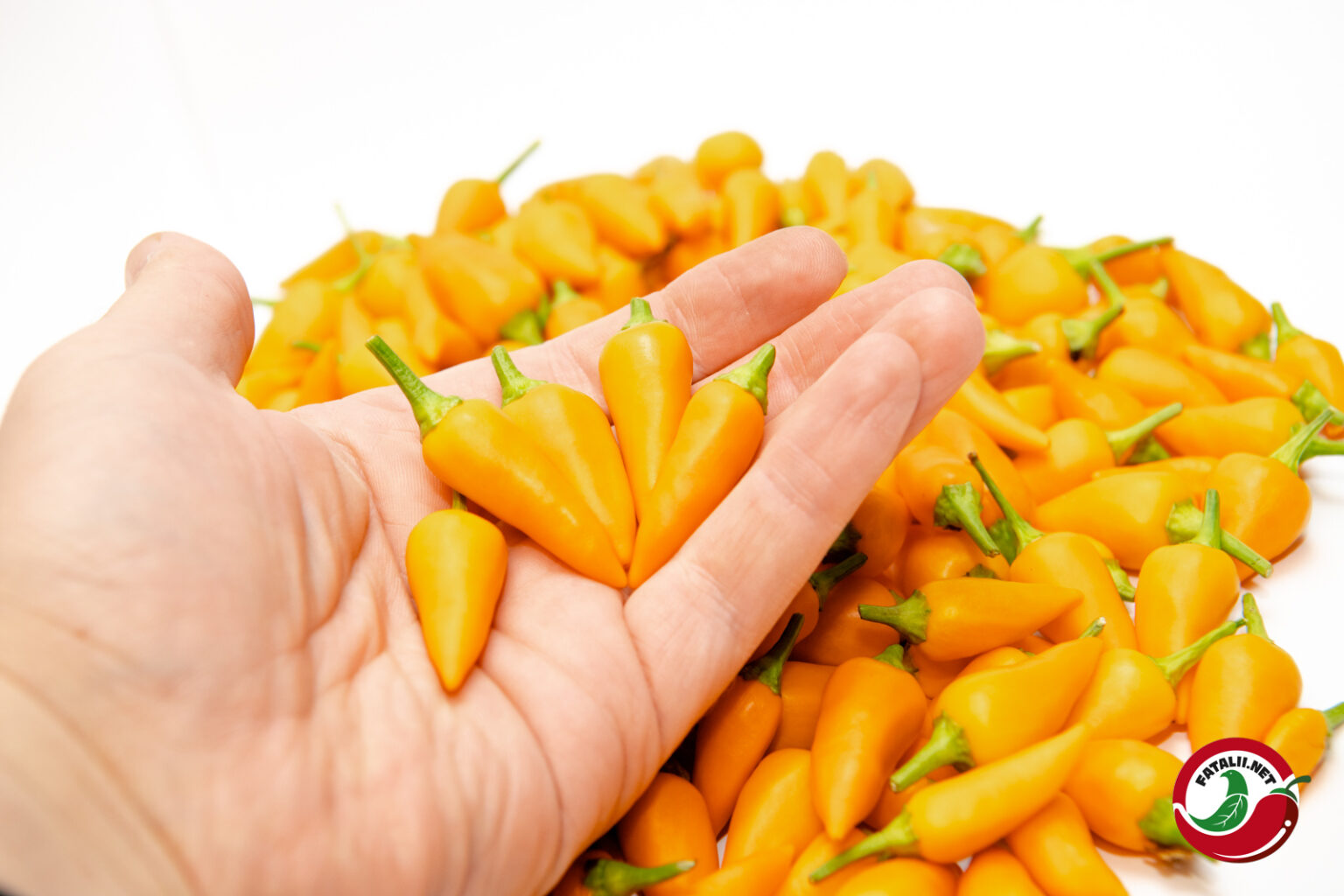 Pequin, Orange – Fatalii Seeds