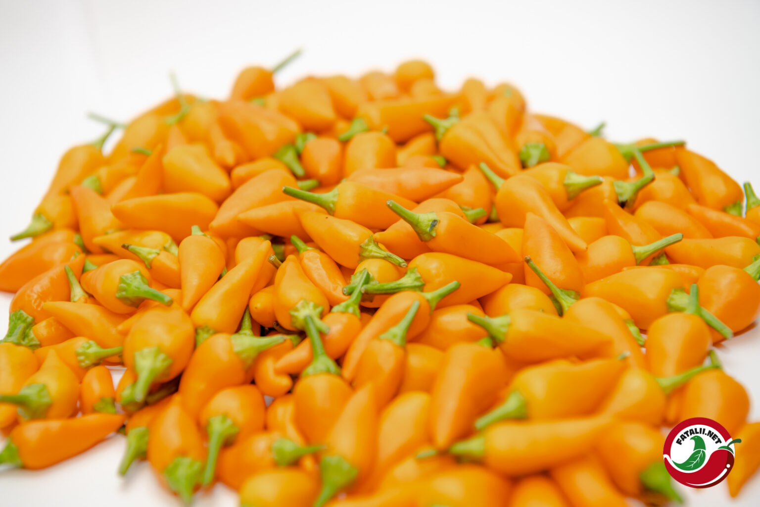 Pequin, Orange – Fatalii Seeds