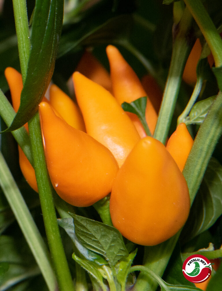 Pequin, Orange – Fatalii Seeds