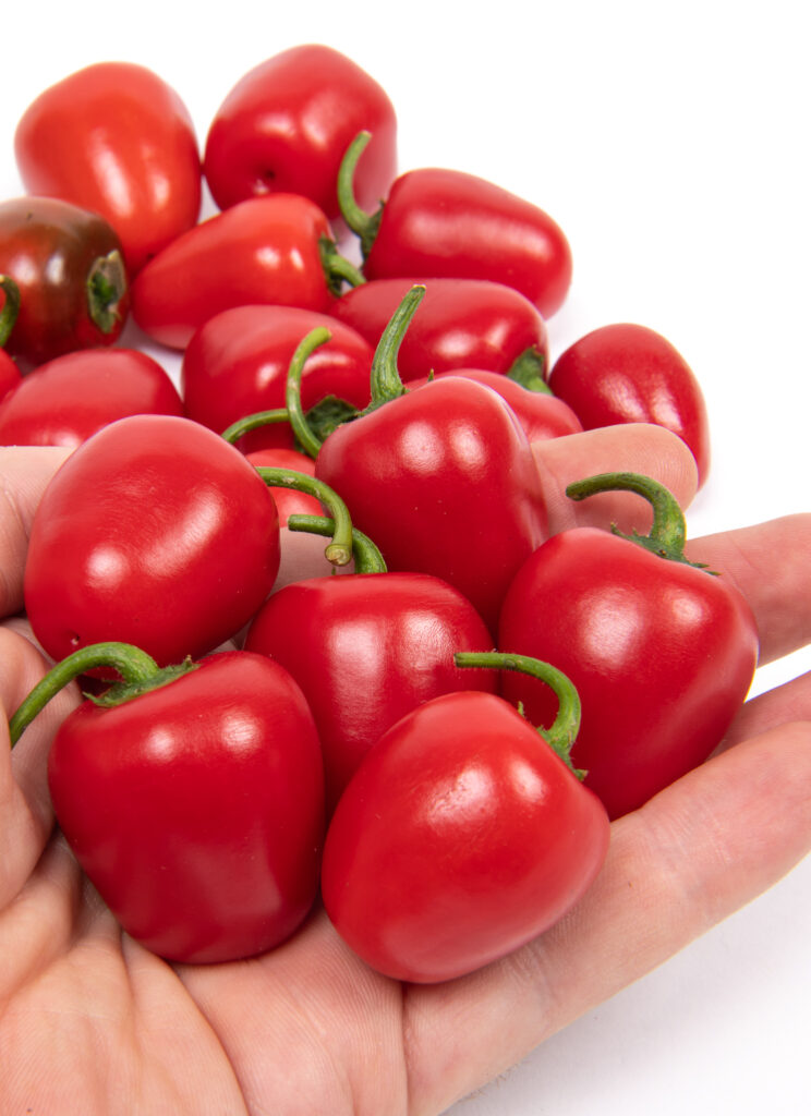 Rocoto, Mini Red – Fatalii Seeds