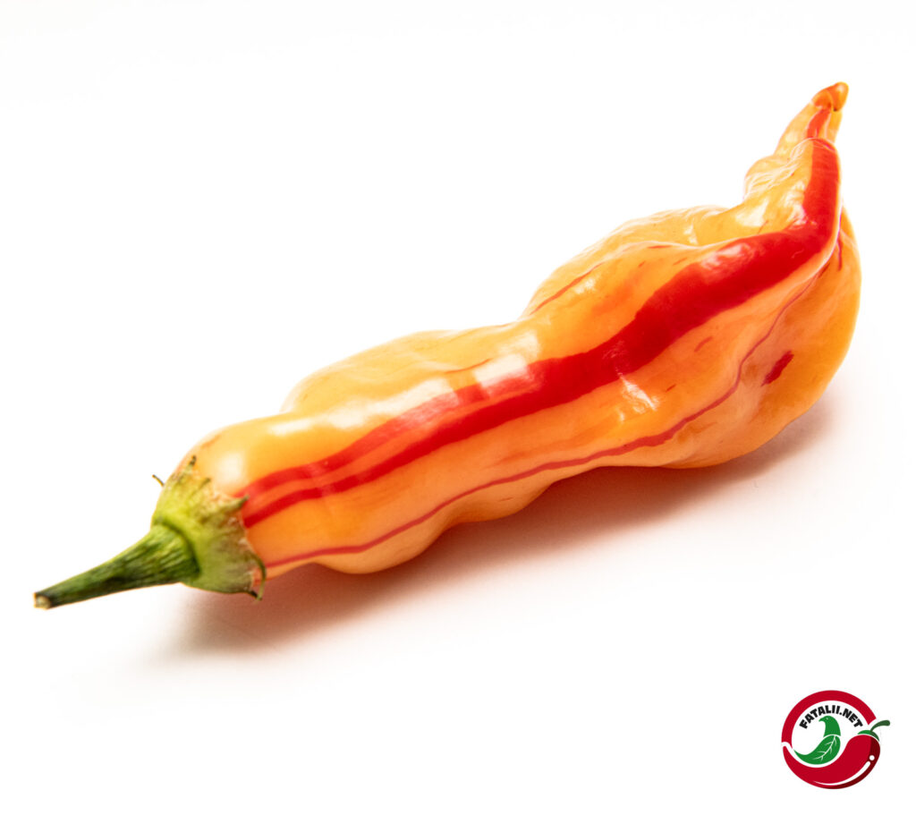 Aji Mochero – Fatalii Seeds