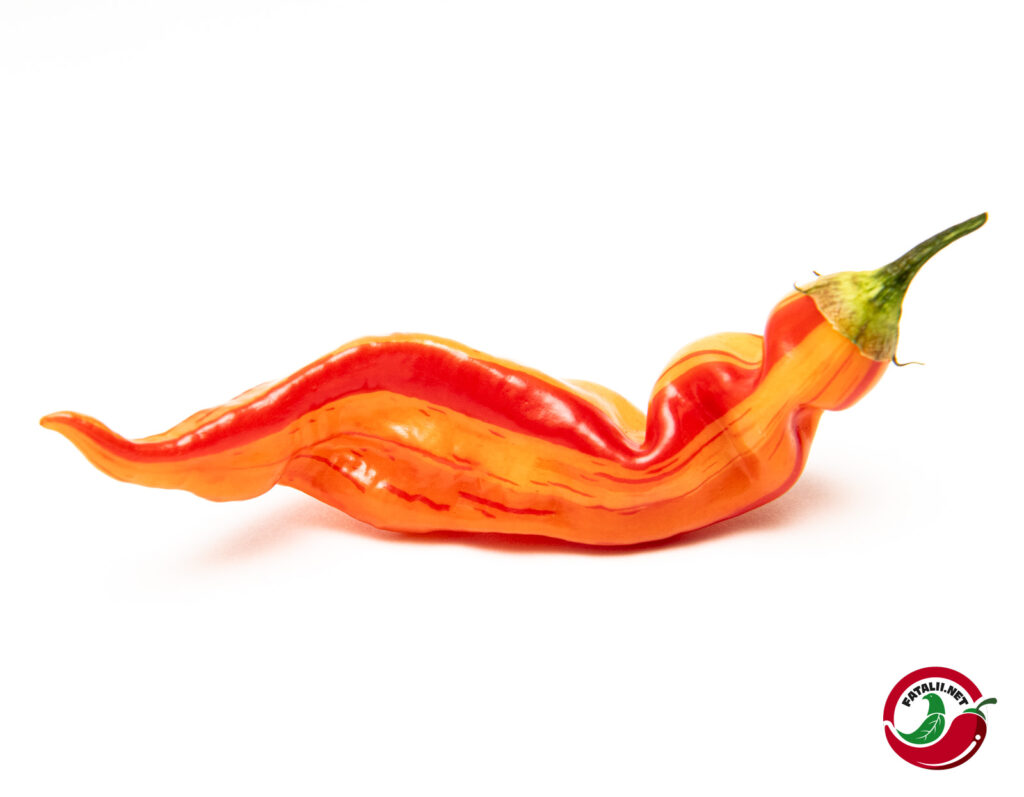 Sugar Rush Stripey Chilimylly 15g – Fatalii Seeds