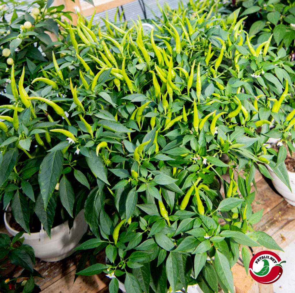 Cha Cha – Fatalii Seeds