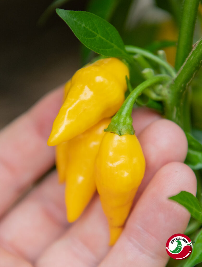 Citron – Fatalii Seeds