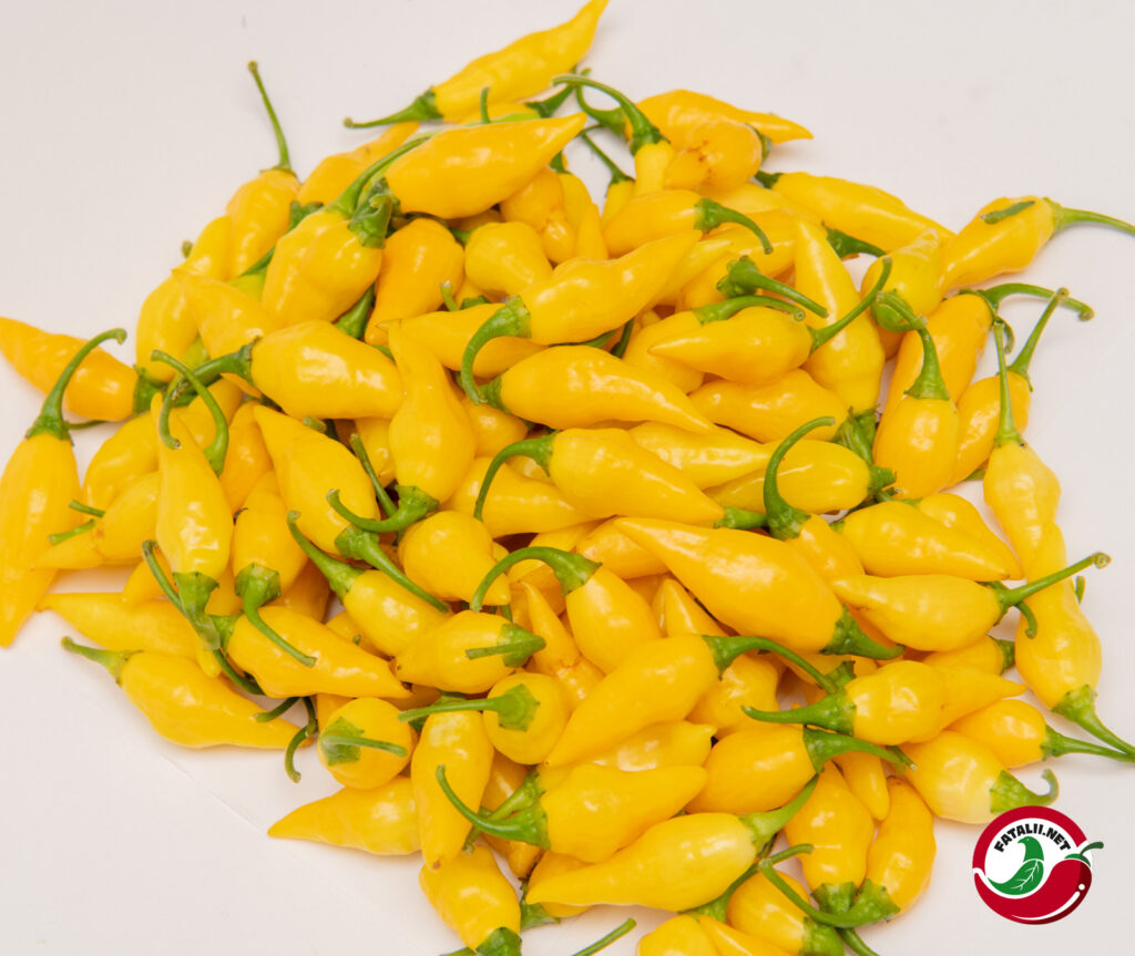 Citron – Fatalii Seeds