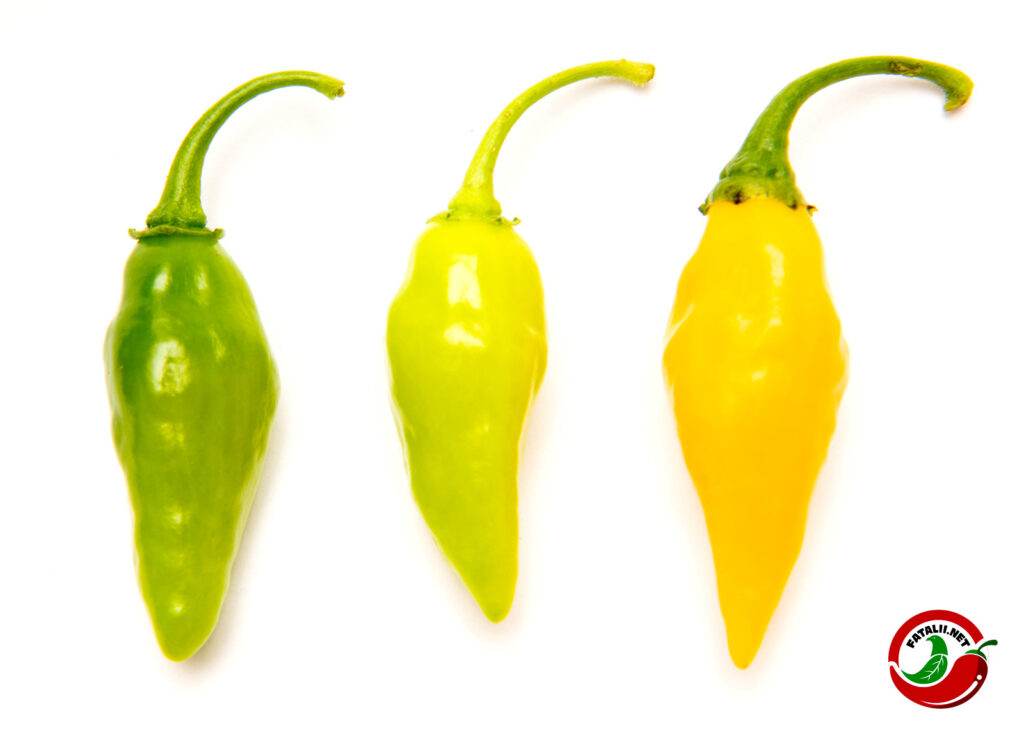 Citron – Fatalii Seeds