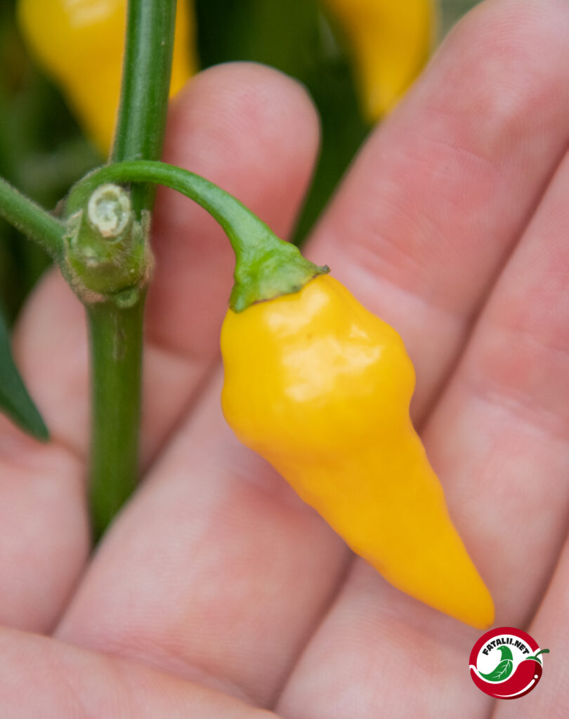 Citron – Fatalii Seeds