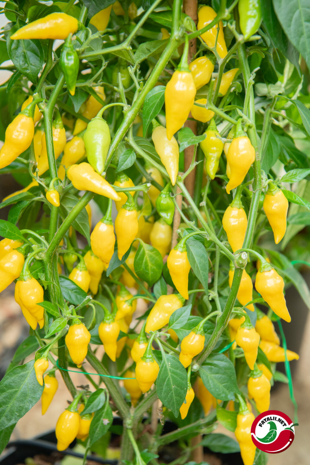 Citron – Fatalii Seeds