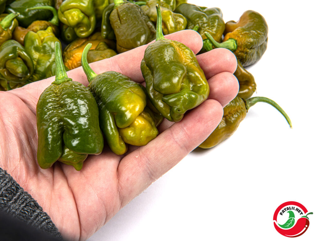 Gator Jigsaw – Fatalii Seeds