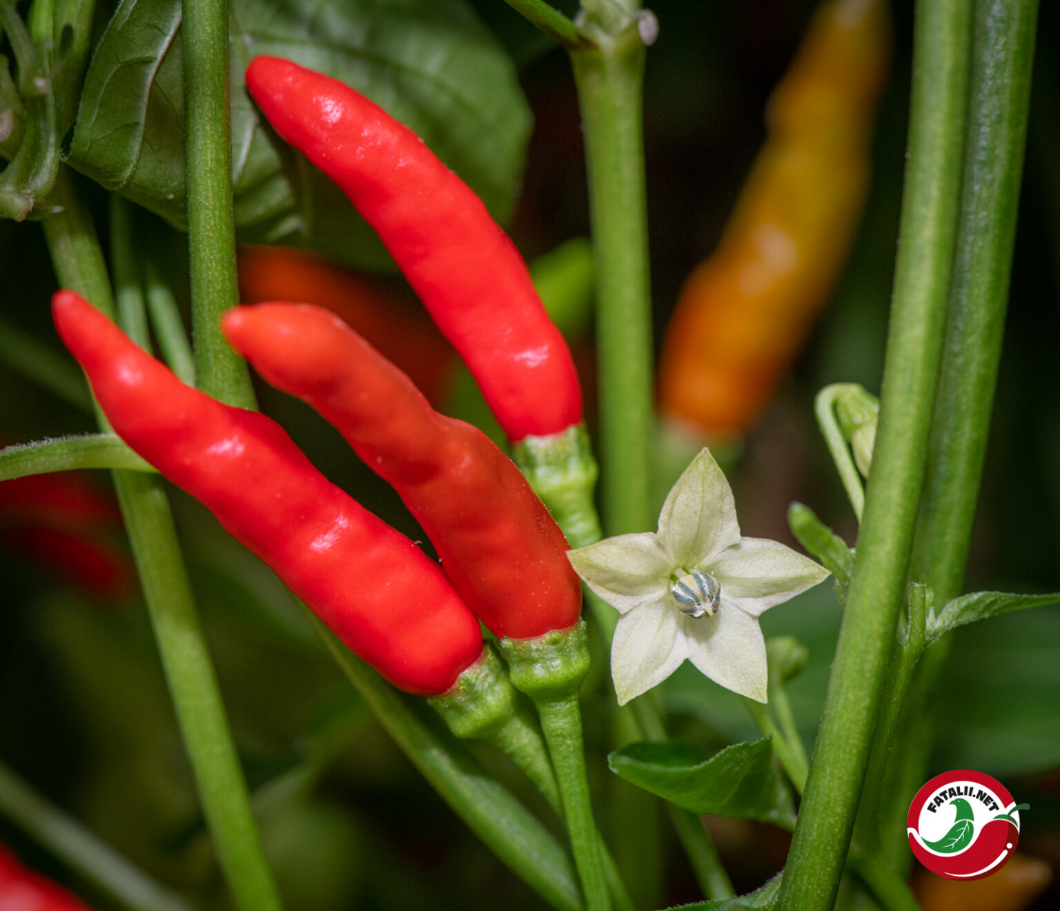 Piri Piri – Fatalii Seeds