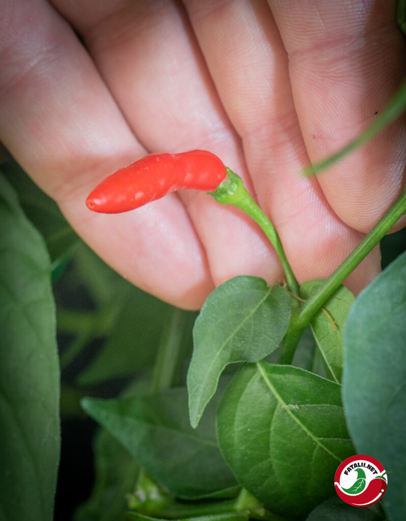 Piri Piri – Fatalii Seeds