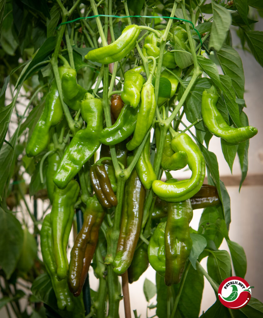 Ramiro, Chocolate – Fatalii Seeds