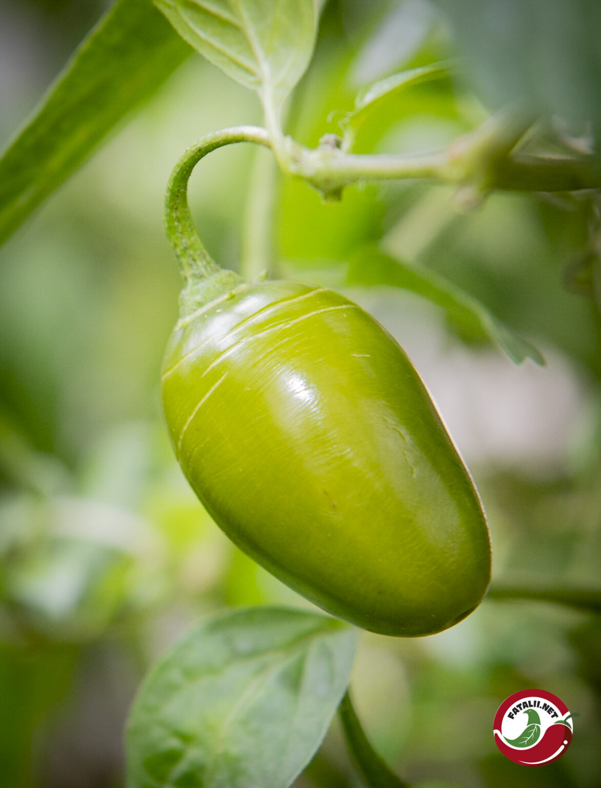 Rocoto, Mini Olive – Fatalii Seeds