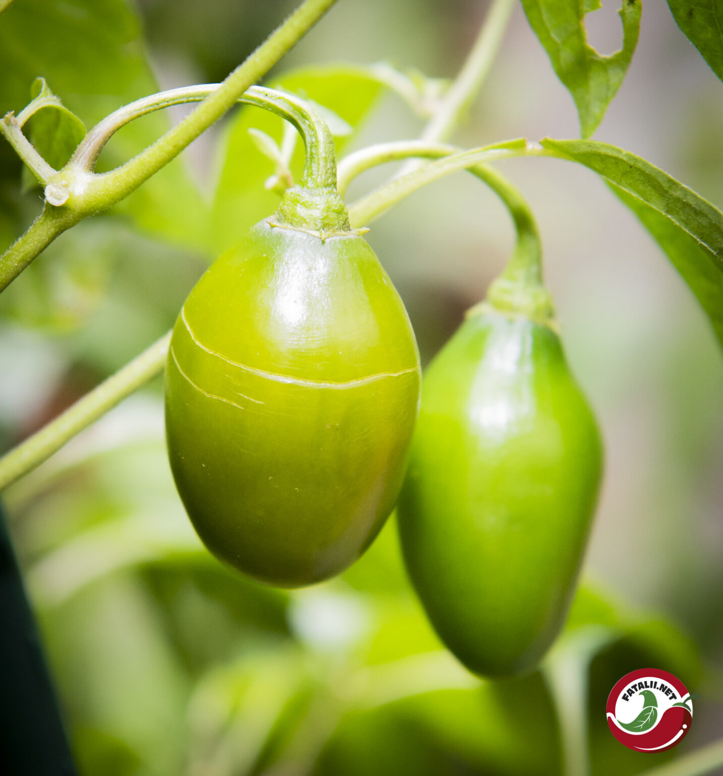 Rocoto, Mini Olive – Fatalii Seeds