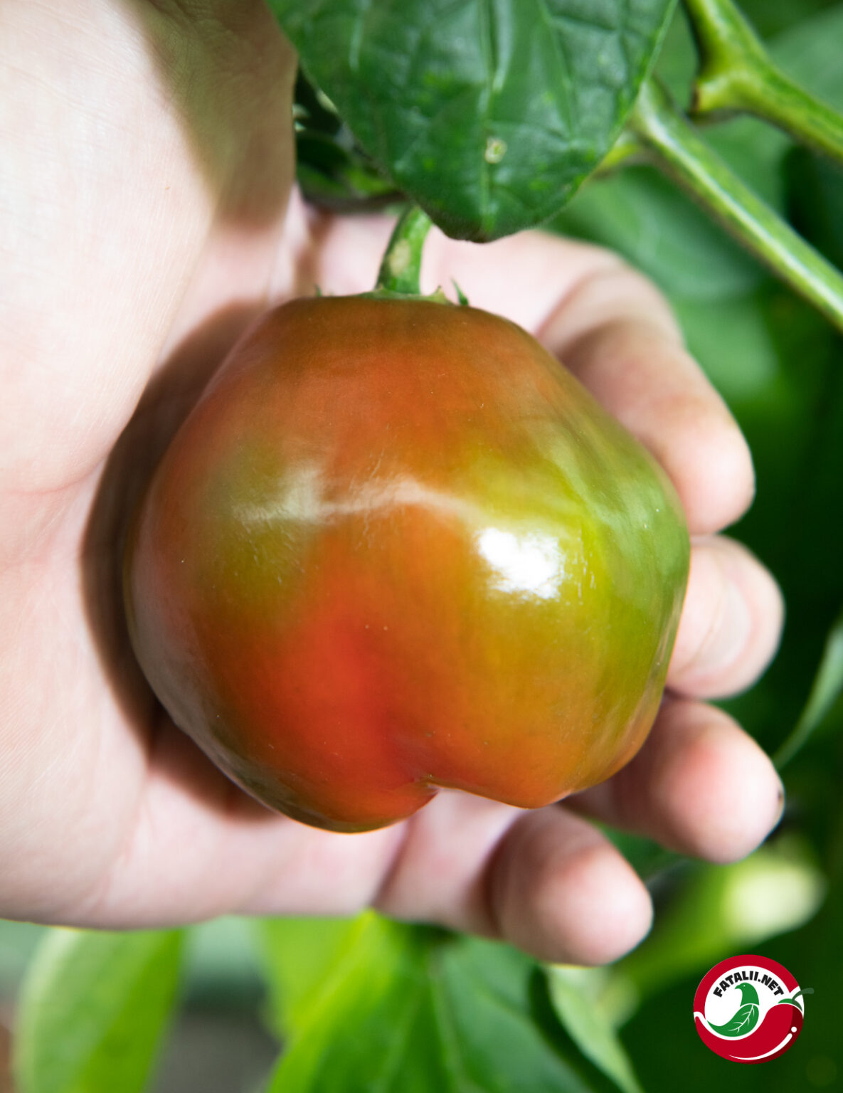 Rocoto, Red Peruvian – Fatalii Seeds