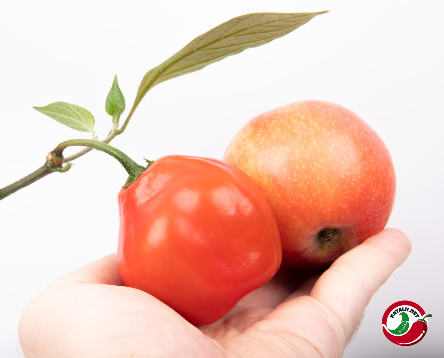 Rocoto, Red Peruvian – Fatalii Seeds