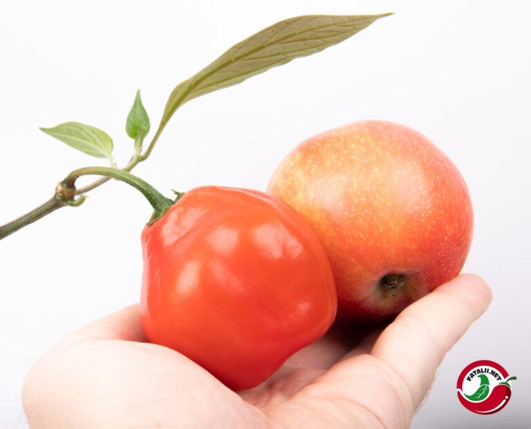 Rocoto, Red Peruvian – Fatalii Seeds