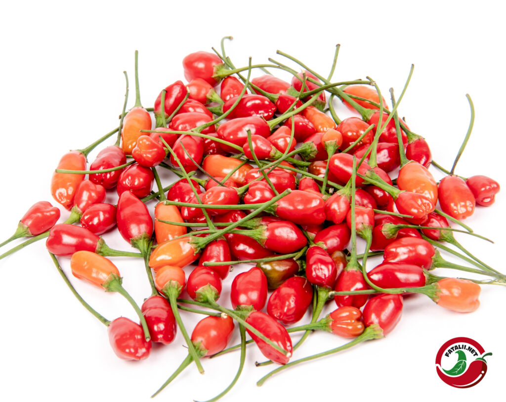 Selvatico – Fatalii Seeds