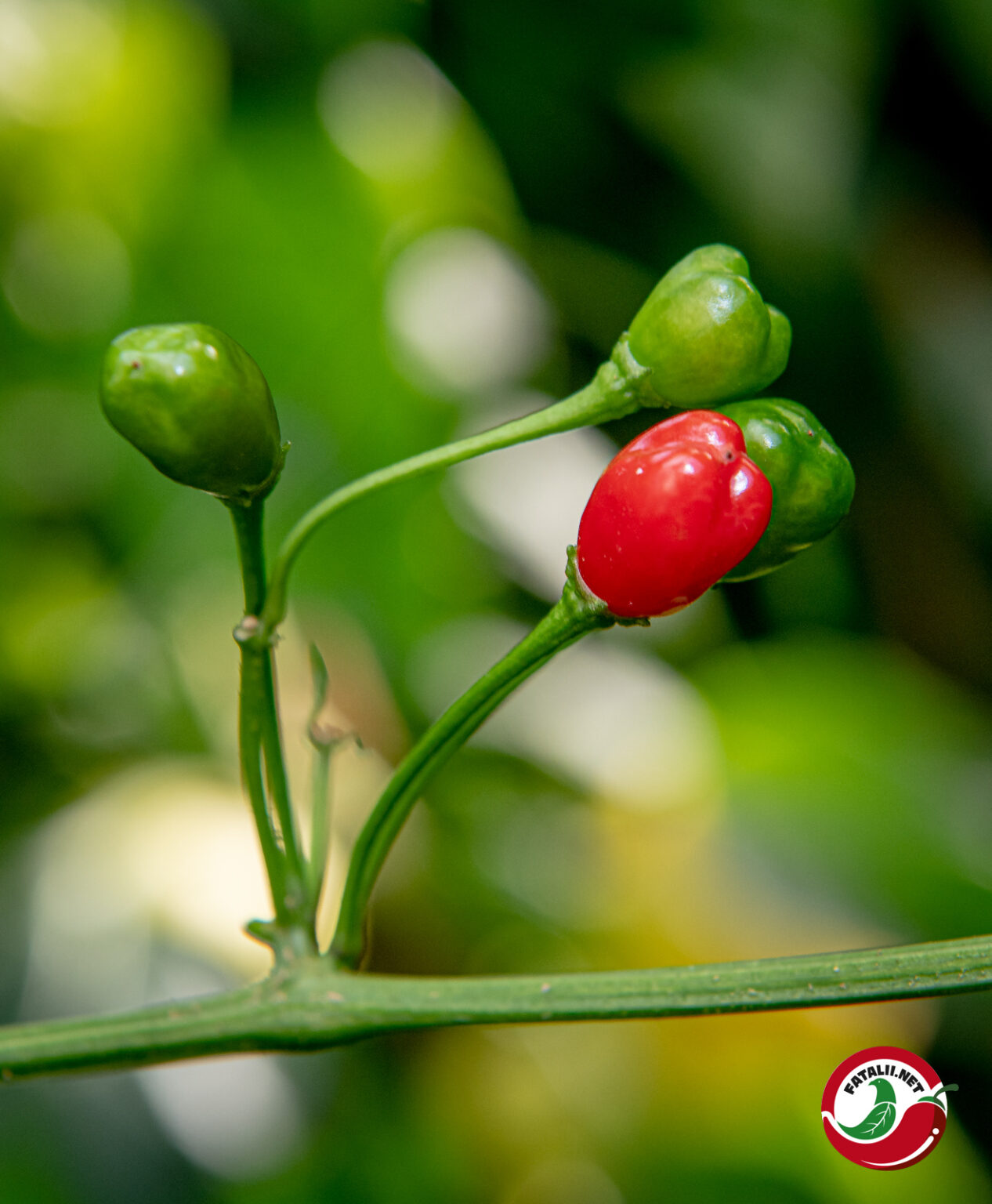 C. baccatum – Fatalii Seeds
