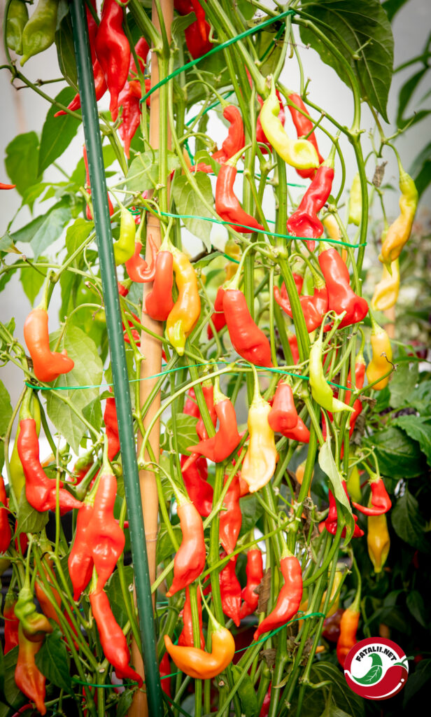 Sugar Rush, Stripey x Aji Flor Morado (F2) – Fatalii Seeds