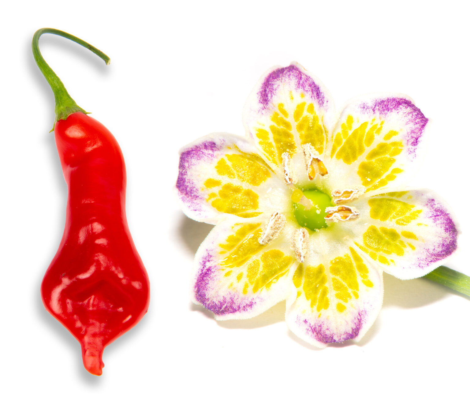 Aji Fantasy, Sparkly White – Fatalii Seeds