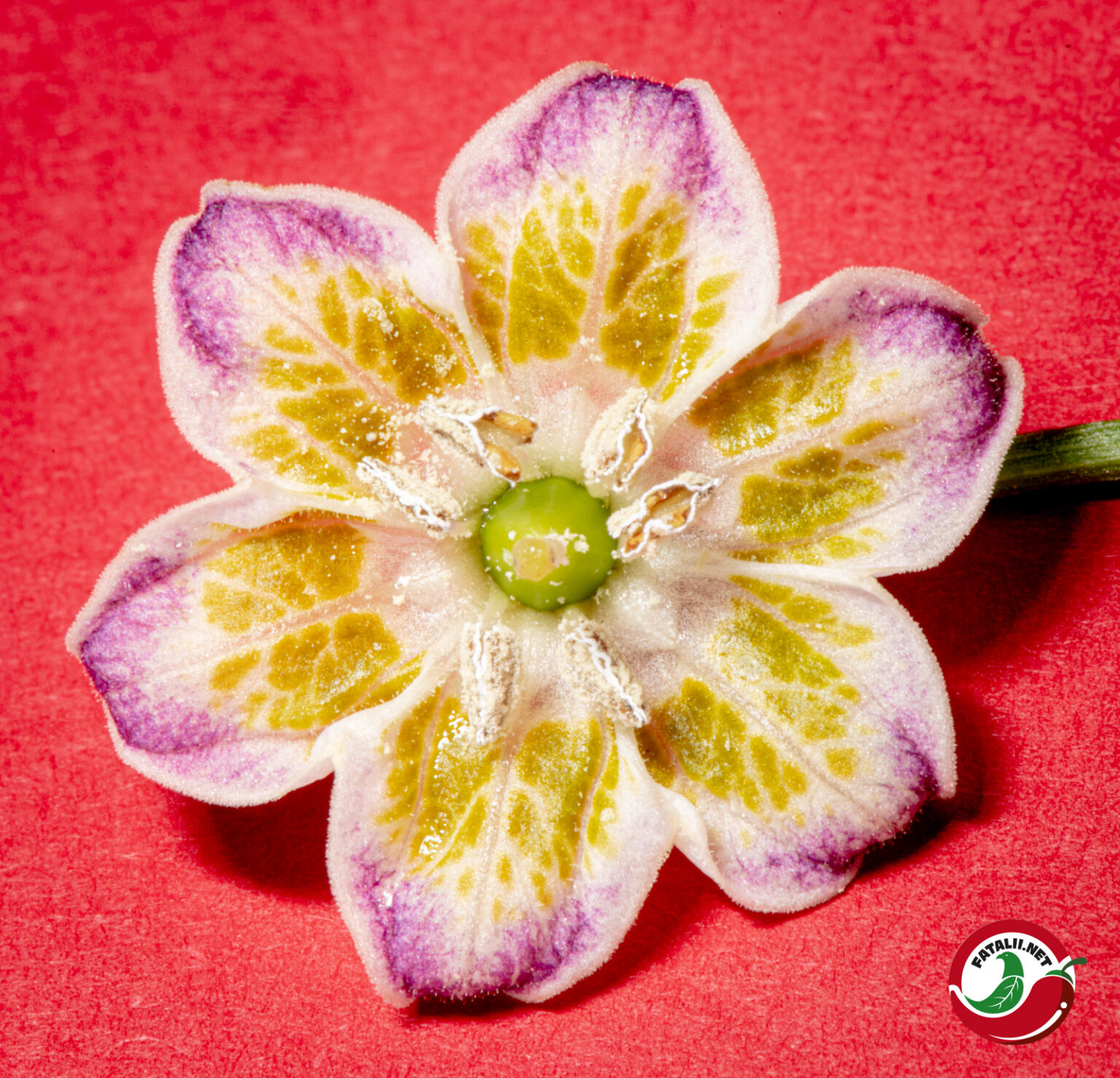 Sugar Rush, Stripey x Aji Flor Morado (F2) – Fatalii Seeds