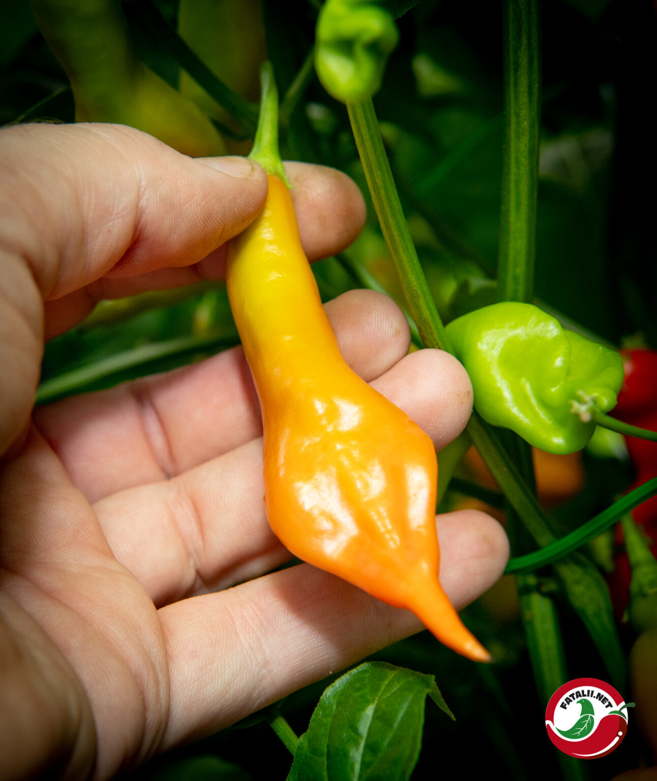 Sugar Rush, Stripey x Aji Flor Morado (F2) – Fatalii Seeds