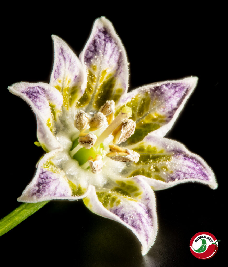 Sugar Rush, Stripey x Aji Flor Morado (F2) – Fatalii Seeds