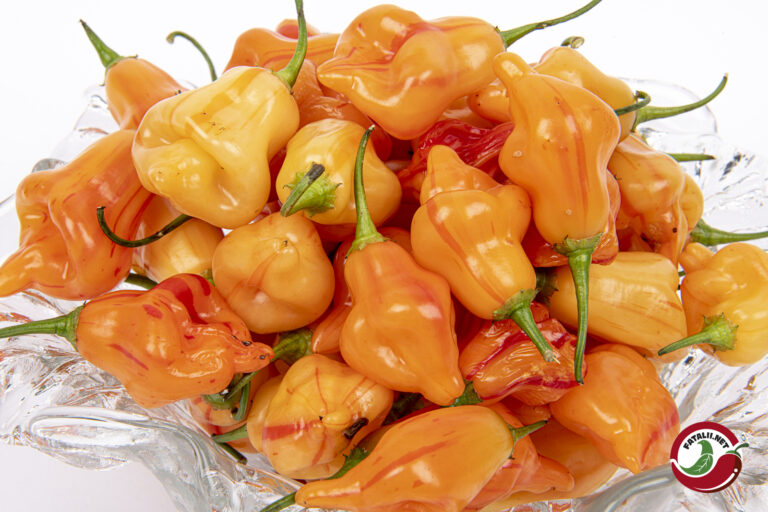 Tangerine Tiger F4 – Fatalii Seeds