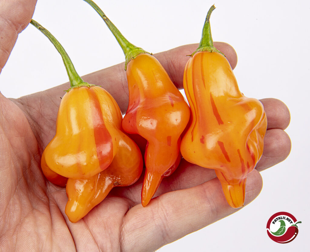 Tangerine Tiger F4 – Fatalii Seeds