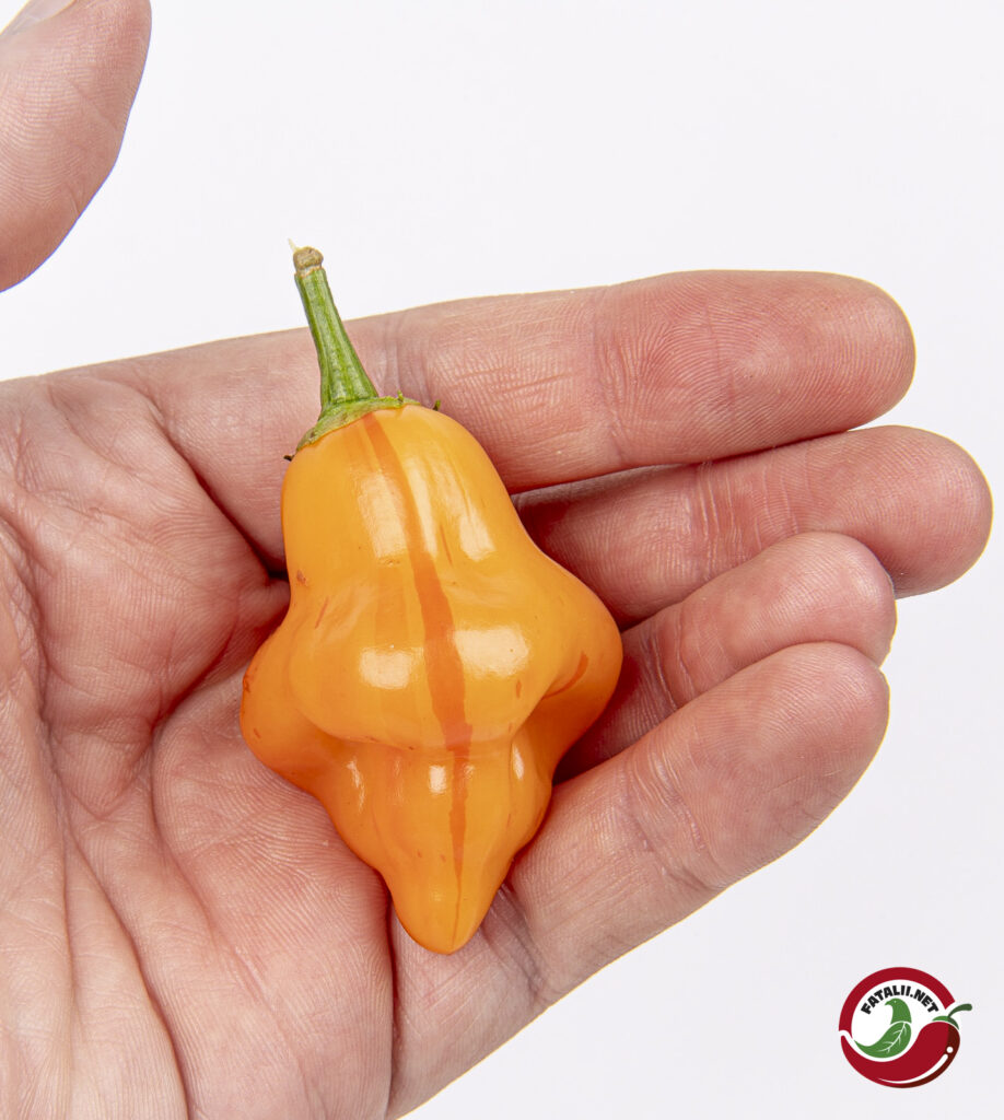 Tangerine Tiger F4 – Fatalii Seeds