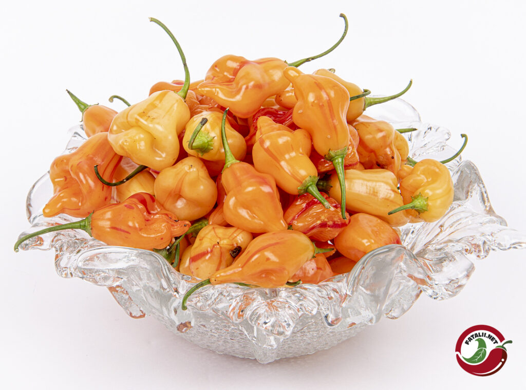 Tangerine Tiger F4 – Fatalii Seeds