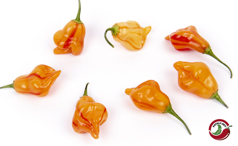 Tangerine Tiger F4 – Fatalii Seeds